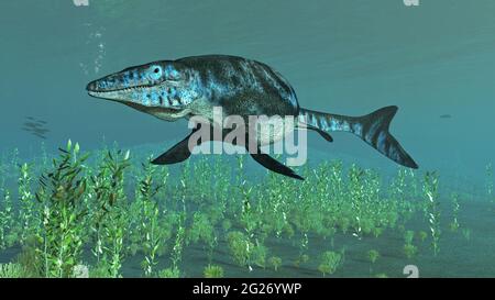 Mosasaurus. Artwork of a Mosasaurus marine lizard swimming underwater ...