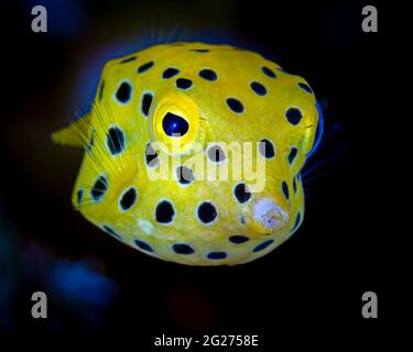 Yellow boxfish (Ostracion cubicus), Cube boxfish, Common boxfish, Red ...