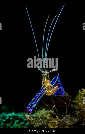 Pederson cleaner shrimp, Ancylomenes pedersoni, small transparent ...