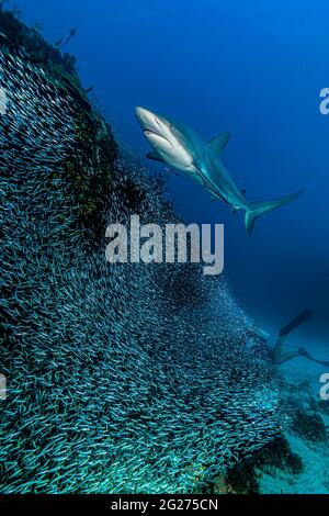 Reef shark with a school of silversides, herrings and anchovies, Cuba ...