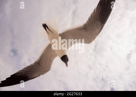 A seagull swoops overhead for a closer look at a photographer while on ...