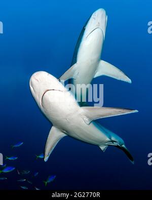 Two grey reef sharks (Carcharhinus amblyrhynchos) swimming and hunting ...