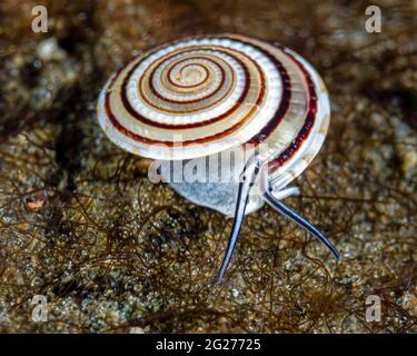Sundial snail (Architectonica perspectiva), snail shell Stock Photo - Alamy