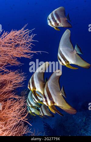 Underwater image of a school of Longfin Batfish (Spadefish) in a clear ...