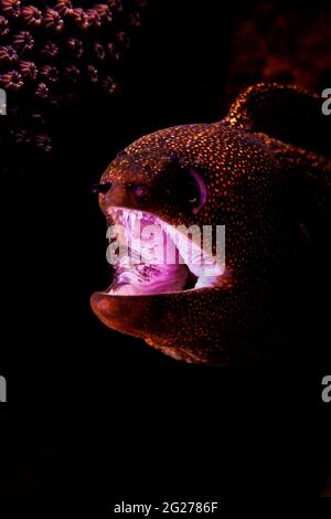 Gymnothorax miliaris, the goldentail moray or conger moray, is a ...