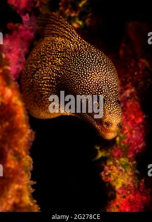 Gymnothorax miliaris, the goldentail moray or conger moray, is a ...