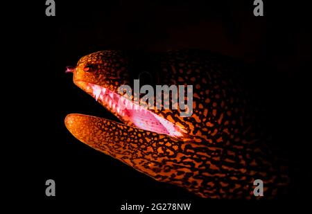 Gymnothorax miliaris, the goldentail moray or conger moray, is a ...