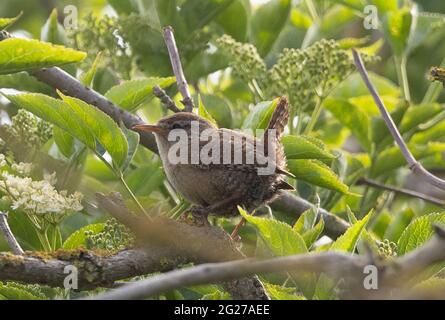 Closeup of a cute chubby wren standing on a branch in the woods with a ...