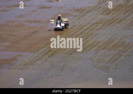 Rice Paddy in Caldera of Aso, Kumamoto Prefecture, Japan Stock Photo ...