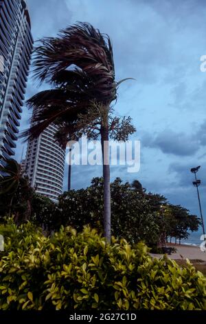 Palm trees are blown by strong winds as Typhoon No. 7 approaches at a ...