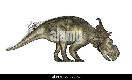 Pachyrhinosaurus canadensis, a prehistoric era dinosaur from the Late ...