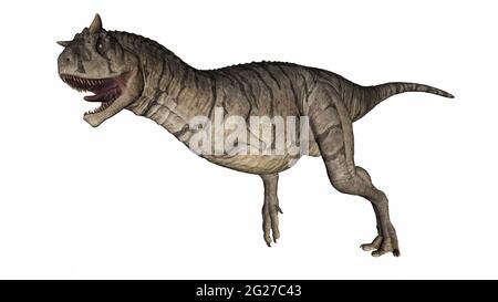 Carnotaurus dinosaur, side view isolated on white background Stock ...