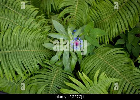Green fern leaves and purple cornflower buds. Natural floral fern ...