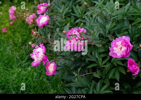 Blooming fresh pink peony bushes in the garden. Summer flowers. Soft ...
