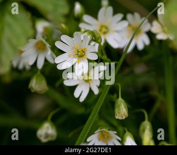 Closeup white flower and buds of chickweed (Stellaria media). Carnation ...