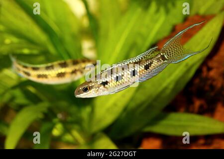 checkerboard cichlid, Dicrossus filamentosus, dwarf cichlid, Brazil ...