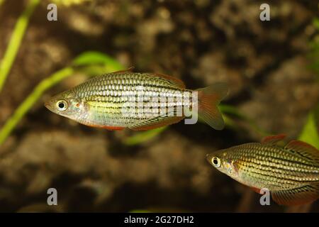 Dwarf Rainbowfish (Melanotaenia maccullochi), swimming Stock Photo - Alamy