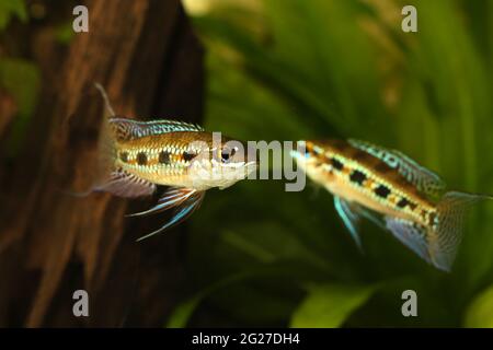 checkerboard cichlid, Dicrossus filamentosus, dwarf cichlid, Brazil ...
