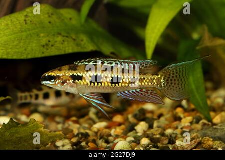 checkerboard cichlid, Dicrossus filamentosus, dwarf cichlid, Brazil ...