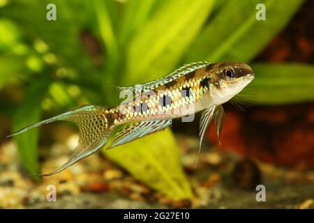 checkerboard cichlid, Dicrossus filamentosus, dwarf cichlid, Brazil ...