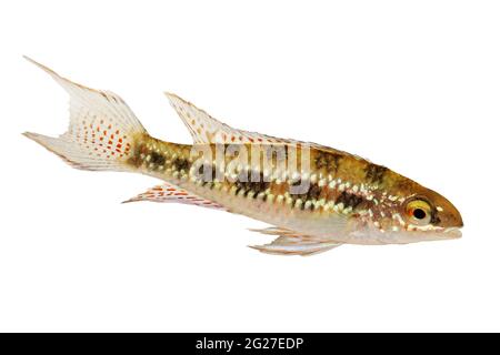 checkerboard cichlid, Dicrossus filamentosus, dwarf cichlid, Brazil ...