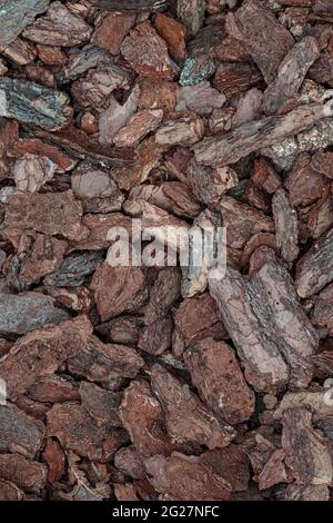 Crushed cedar tree bark texture background closeup. Pieces of trunk ...