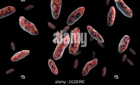 Biomedical illustration of brucellosis, a highly contagious infectious ...