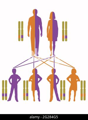 Infographic showing inheritance pattern for autosomal dominant genes ...