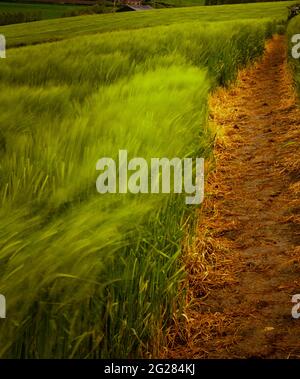 Corn field waving in the wind Stock Photo - Alamy