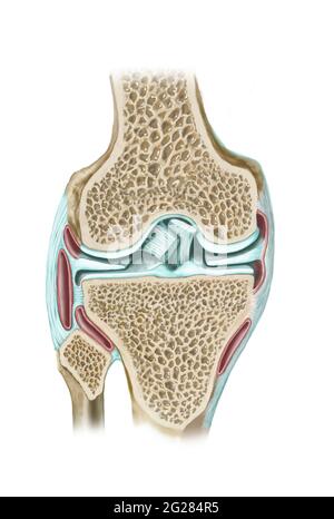 Cross-section of a human knee joint, illustration Stock Photo - Alamy