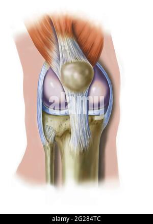 Posterior anatomy of the knees, illustration Stock Photo - Alamy