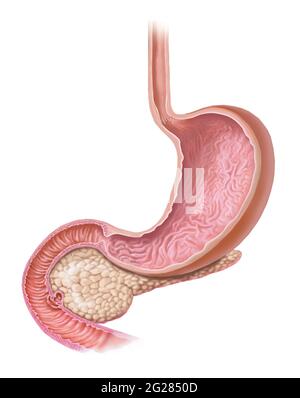 Illustration showing the stomach, duodenum, pancreas, and spleen with ...