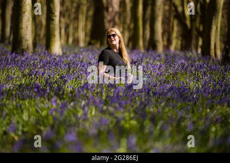Pregnant Alana Davidson (34) sits in fully bloomed Bluebell flowers ...