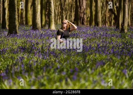 Pregnant Alana Davidson (34) sits in fully bloomed Bluebell flowers ...