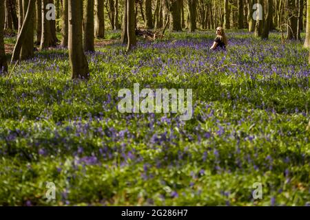 Pregnant Alana Davidson (34) sits in fully bloomed Bluebell flowers ...