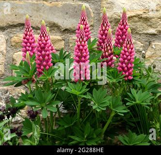 Lupin (Lupinus 'Gallery Red') flowering in the Summer Stock Photo - Alamy