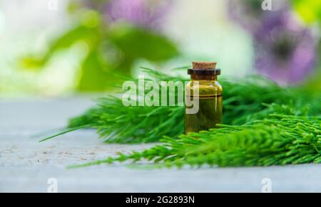 Horsetail extract in a small bottle. Selective focus. Nature Stock ...
