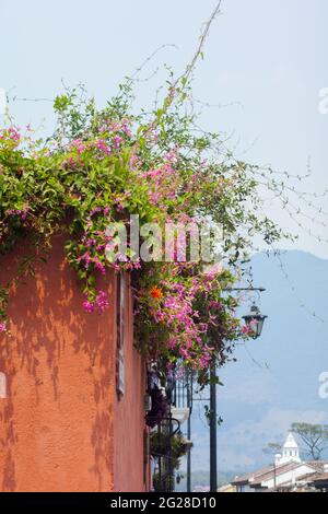 colorful ornamental plants and decorative hanging planters displayed at ...