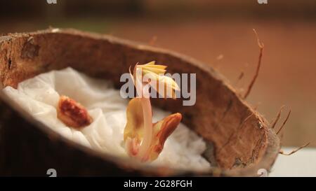 Baby Peanut Plant Growing from Peanut Seed Split Open showing Cotyledon ...