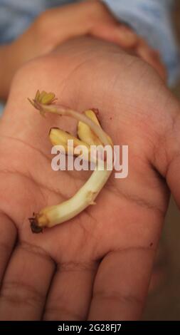 Baby Peanut Plant Growing from Peanut Seed Split Open showing Cotyledon ...