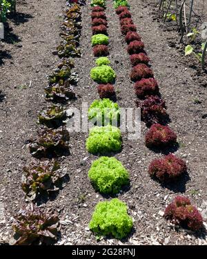 Castle vegetable plot Stock Photo - Alamy