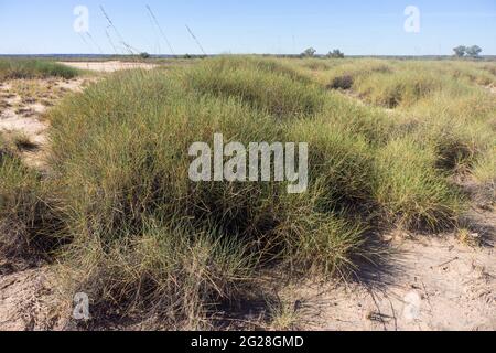 Spinifex grass plant in outback Central Australia desert with blue sky ...