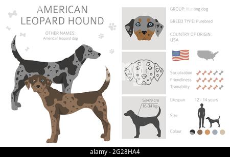 American leopard hound all colours clipart. Different coat colors and ...