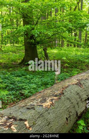 National Park Hainich / Thuringia Stock Photo - Alamy