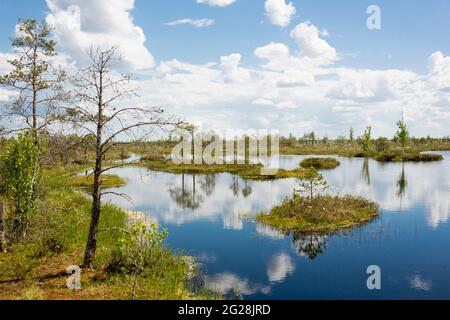 Swamps. Belarusian swamps are the lungs of Europe. Ecological reserve ...