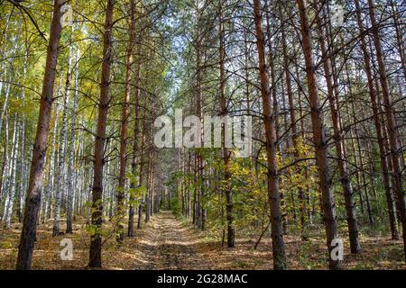 Beautiful, mixed, autumn forest in Poland Stock Photo - Alamy