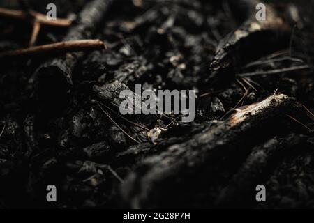 ingrown long roots of old trees dug into the ground Stock Photo - Alamy
