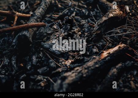 ingrown long roots of old trees dug into the ground Stock Photo - Alamy