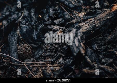 ingrown long roots of old trees dug into the ground Stock Photo - Alamy