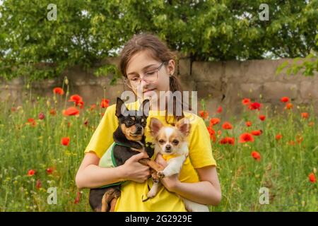 Girl with two chihuahuas in her arms in summer. Cute teenage girl on a ...